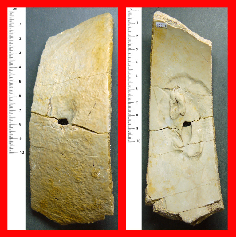 Los Iberosuchus y su historia, vivieron en Salamanca -o mejor- en lo ...