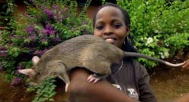 Qué es la viruela del mono, síntomas y consecuencias