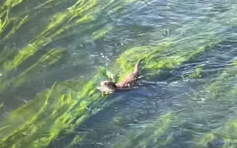VÍDEO. El nado de una nutria en el Tormes