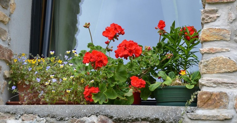 La planta con flores que aleja a las garrapatas